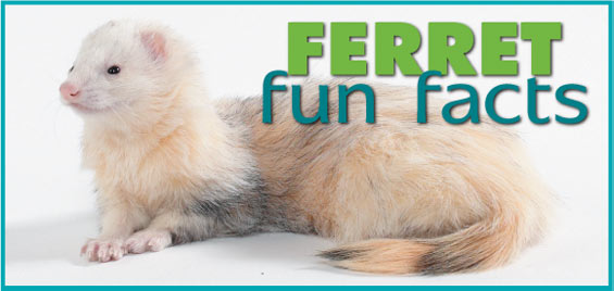 Ferret Health | PlayTime Pet Sitters & Dog Walkers of Colorado Springs