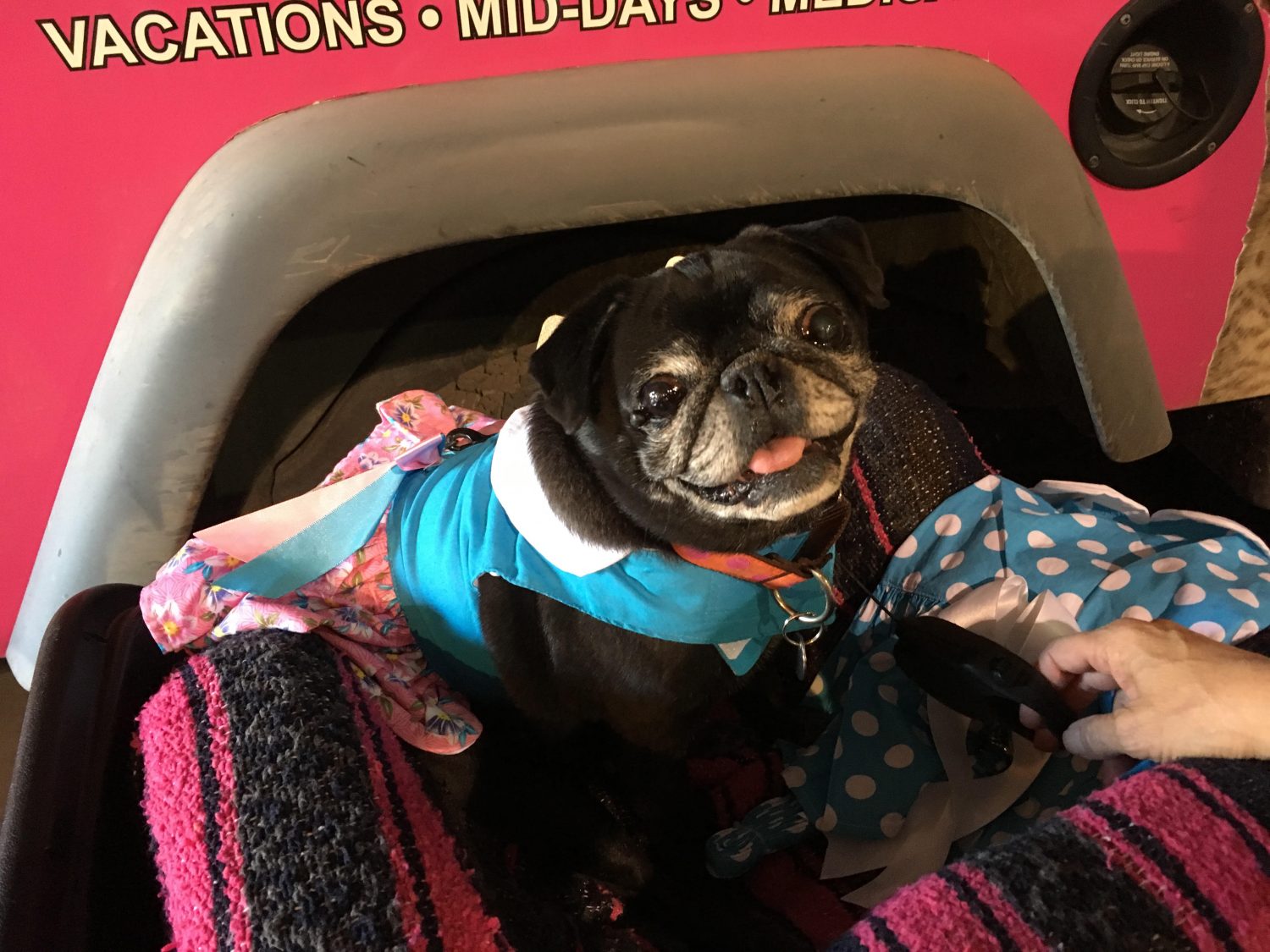 Meet Bell the Wonder Pug | PlayTime Pet Sitters & Dog Walkers of ...